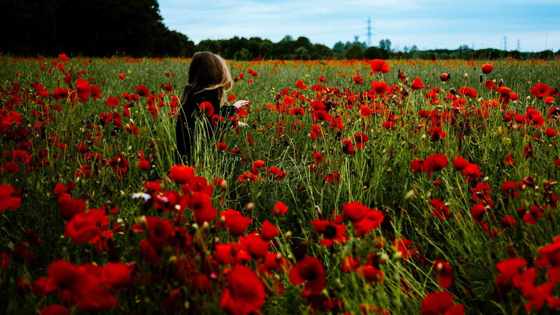 cropped-poppy-field-new | George Town RSL Sub-Branch