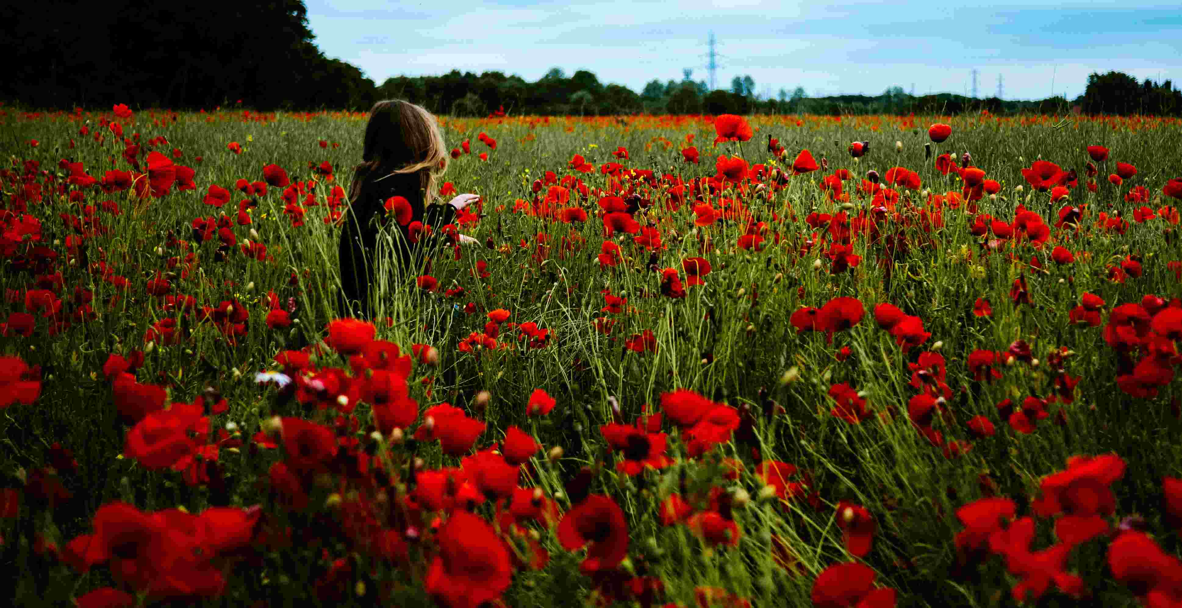poppy-field-new | George Town RSL Sub-Branch